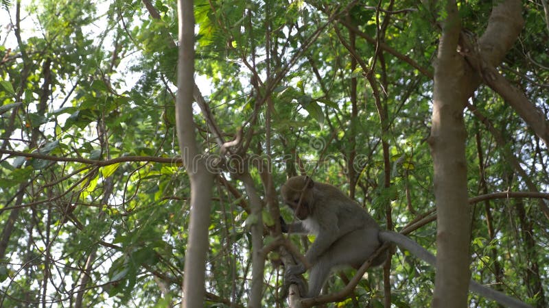 Asian Monkey on a Tree Branch, in a Forest in the Wild. 4k, Slow Motion ...