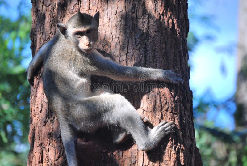 Closeup Photo on Asian Monkey Sitting at the Tree Trunk, Blue Sky ...