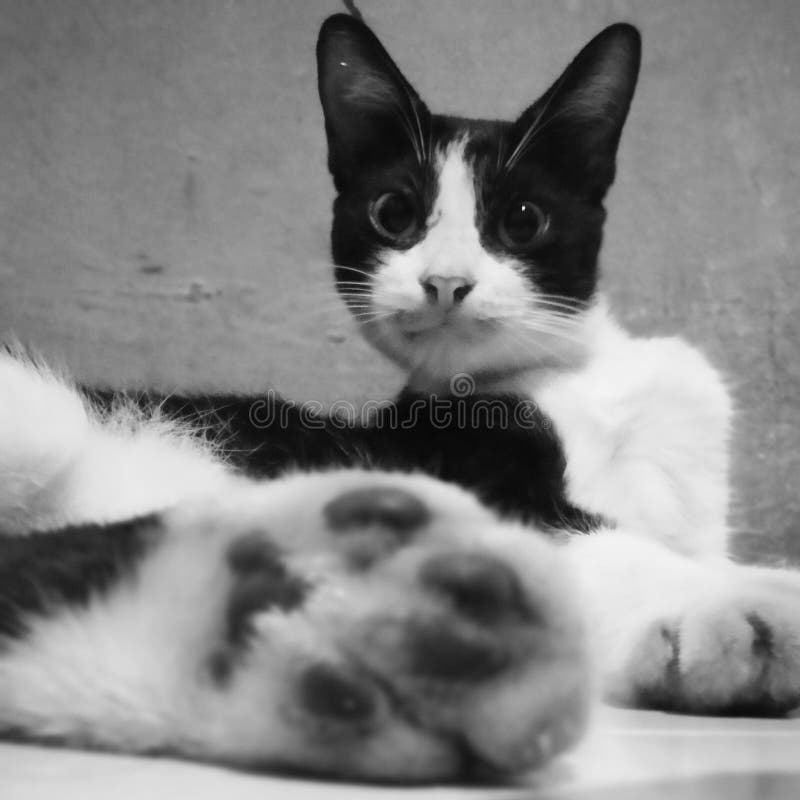 Asian Native Indonesian Cat Stock Image - Image of rohmatullah, mamlia ...