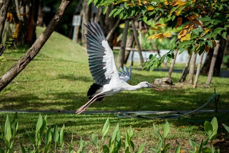 Asian Open Bill Flying up stock image. Image of tropical - 72522607