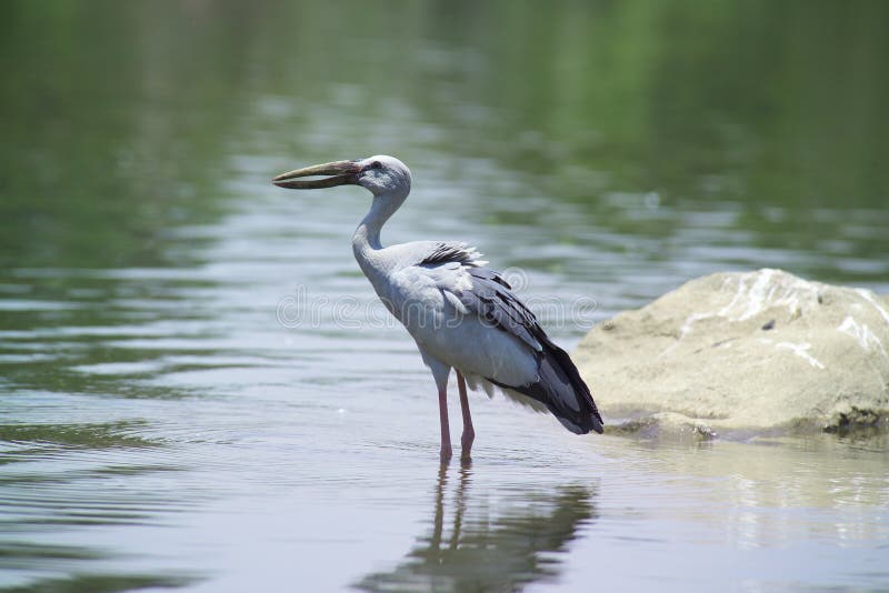 Asian Open Bill Stork stock photo. Image of open, openbill - 23436856