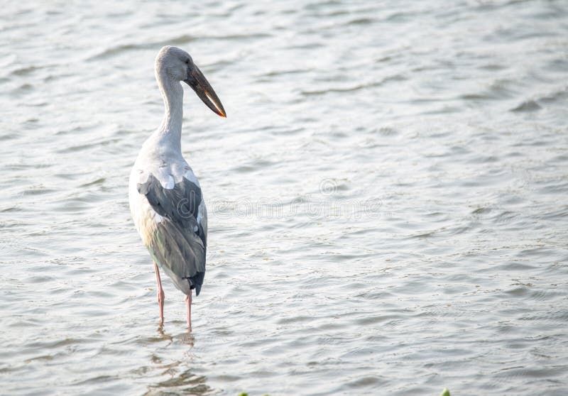 Asian open bill stork stock photo. Image of birds, jungle - 268343752