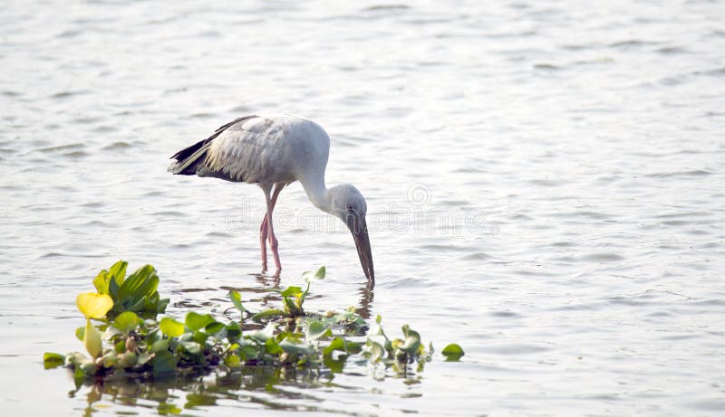 Open bill stork stock photo. Image of asian, open, marshland - 268343970
