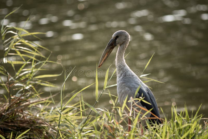 Asian Openbill. stock image. Image of ecology, bird, grey - 69628521