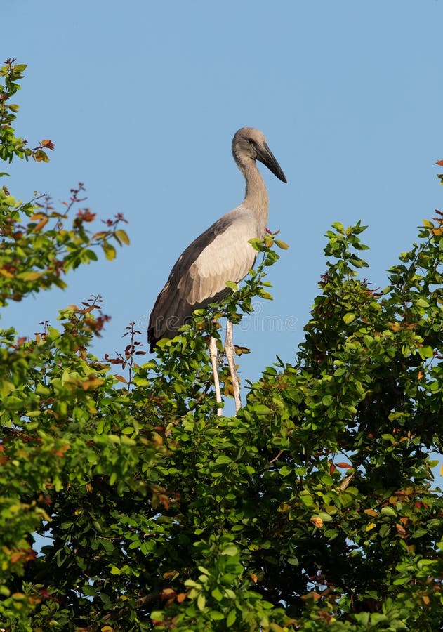 Asian Openbill Perched on Tree at Uppalapadu Bird Sanctuary, India ...