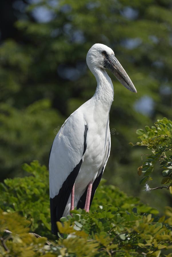 Asian Openbill Stork, India Stock Image - Image of storkin, bird: 81856789