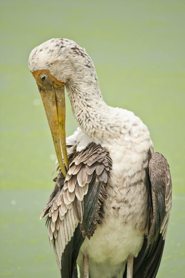 Asian Openbill Stork stock image. Image of asian, feather - 38124551