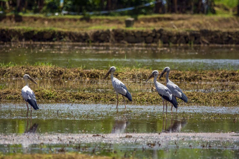 Asian openbills in kerala stock image. Image of oscitans - 266371123