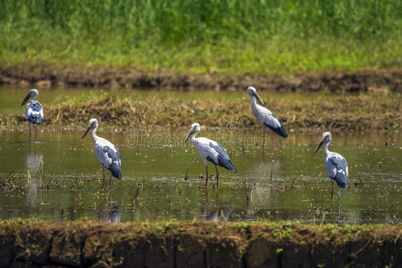 Asian openbills in kerala stock image. Image of openbill - 266371129