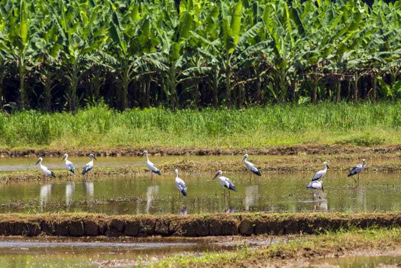 Asian openbills in kerala stock image. Image of wings - 266371139