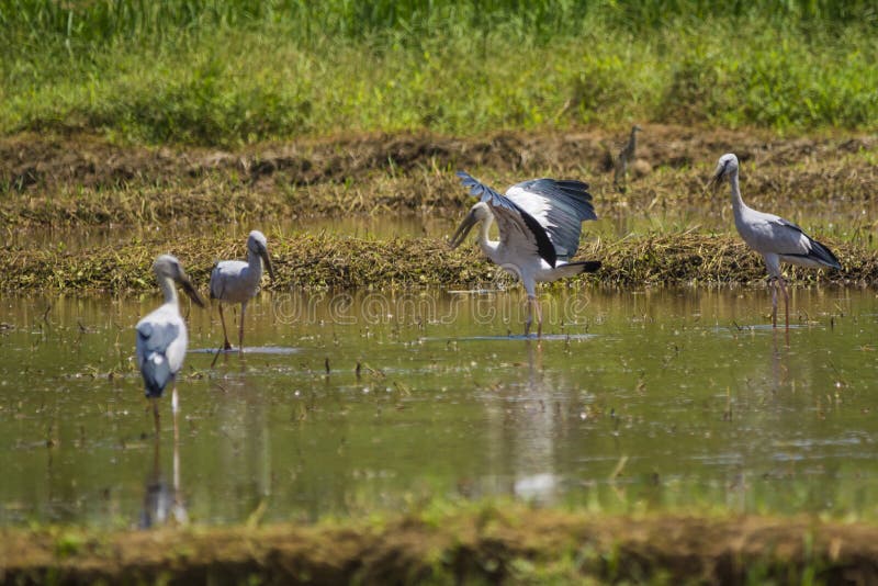 Asian openbills in kerala stock photo. Image of feather - 266371144