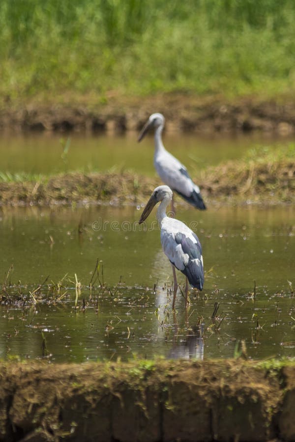 Asian openbills in kerala stock image. Image of egret - 266371149