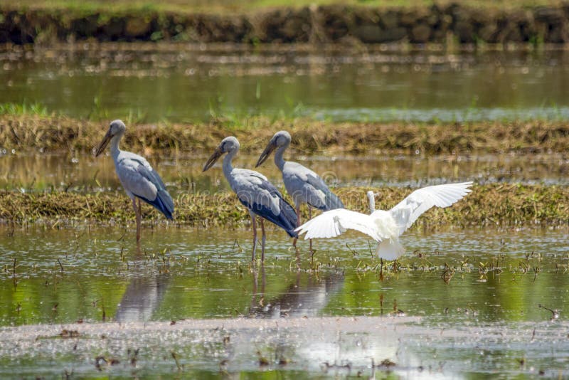 Asian openbills in kerala stock image. Image of openbill - 266371165