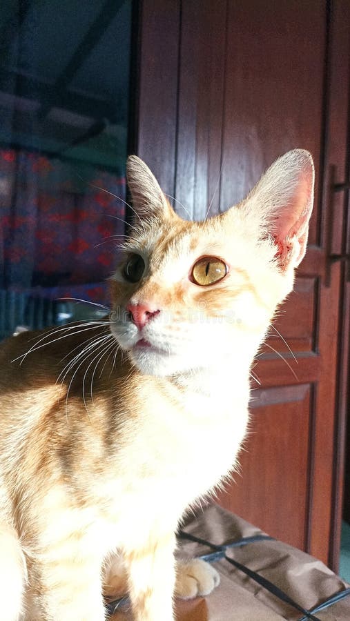 Asian Orange Typical Race Cat Stock Photos - Free & Royalty-Free Stock ...