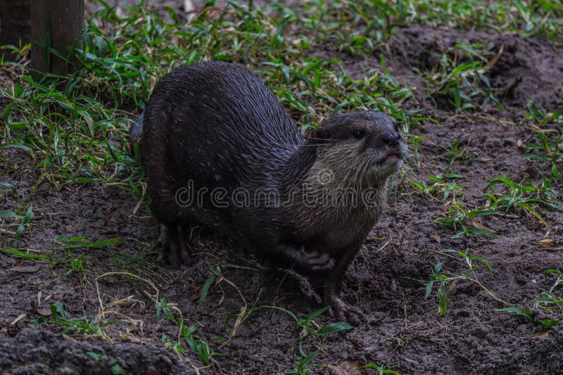 Asian Otter stock photo. Image of asian, active, otter - 303096792