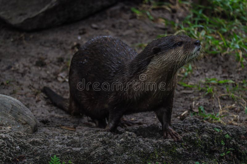 Asian Otter stock photo. Image of asian, otter, nature - 303096780
