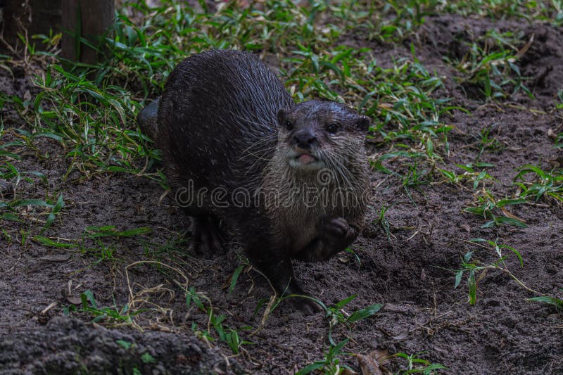 Asian Otter stock photo. Image of nature, asian, active - 303096788