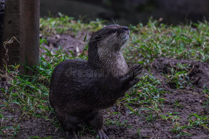 Asian Otter stock image. Image of asian, nature, otter - 303096795