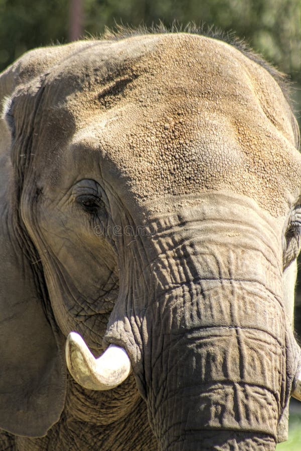 Asian Pachyderm Elephant Closeup 2 Stock Image - Image of exotic ...