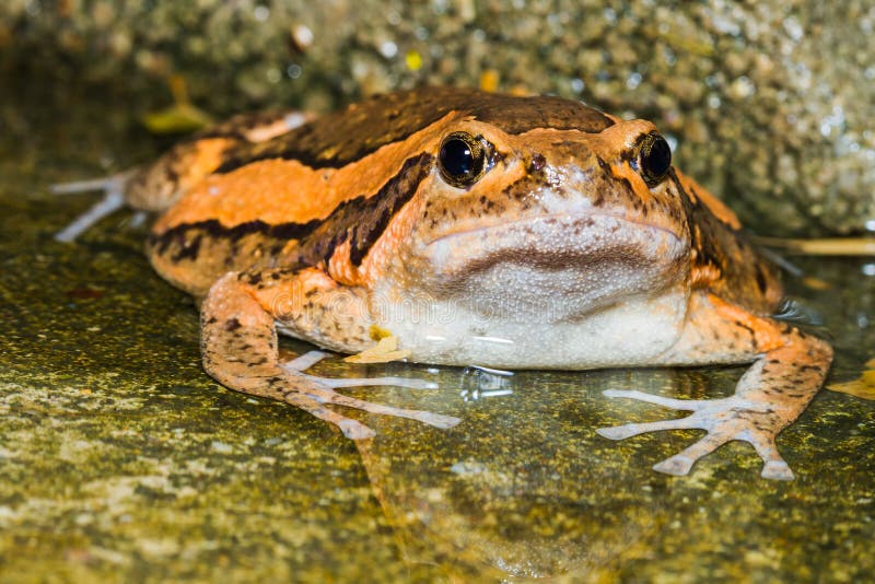 Asian painted frog stock image. Image of toad, painted - 31398851