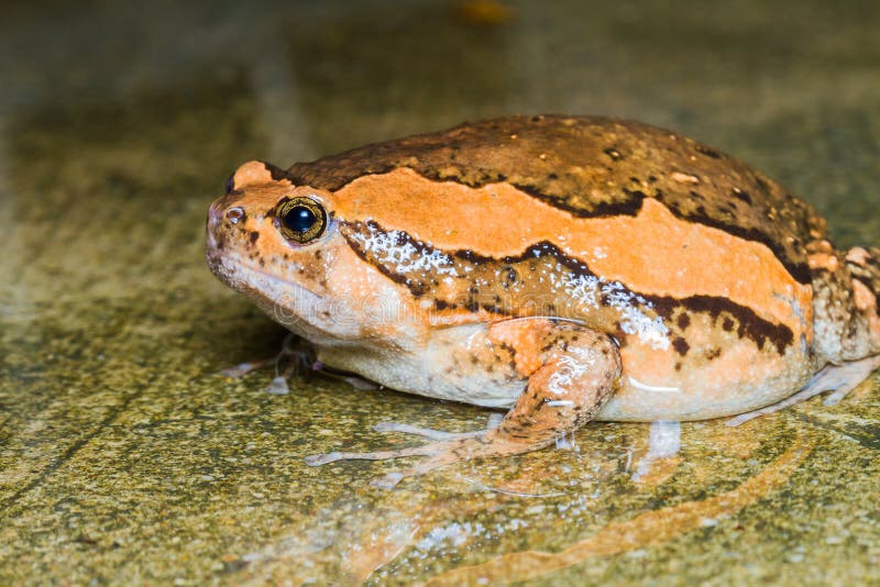 Asian painted frog stock image. Image of toad, painted - 31398851