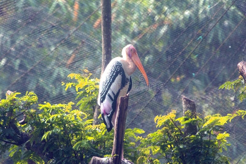 Asian Painted Storks in Zoological Park, India Stock Image - Image of ...