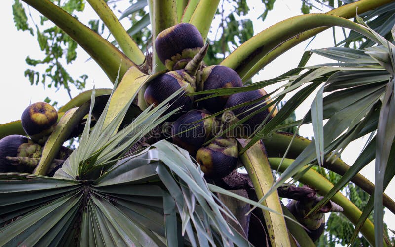 370 Palmyra Tree Fruit Stock Photos - Free & Royalty-Free Stock Photos ...