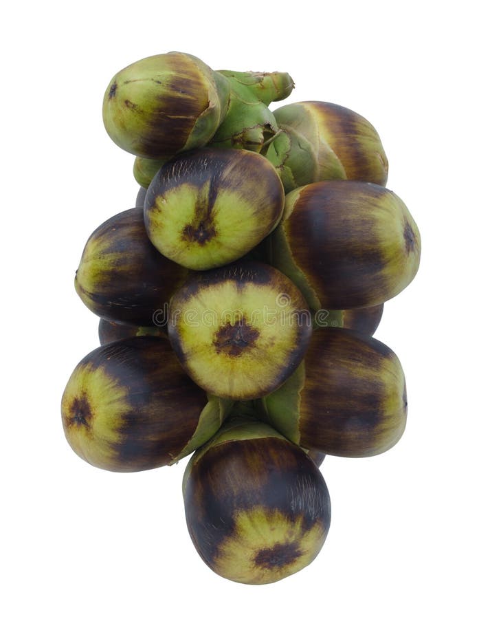 Asian Palmyra Palm Fruit on the Palm Tree in the Garden Stock Photo ...