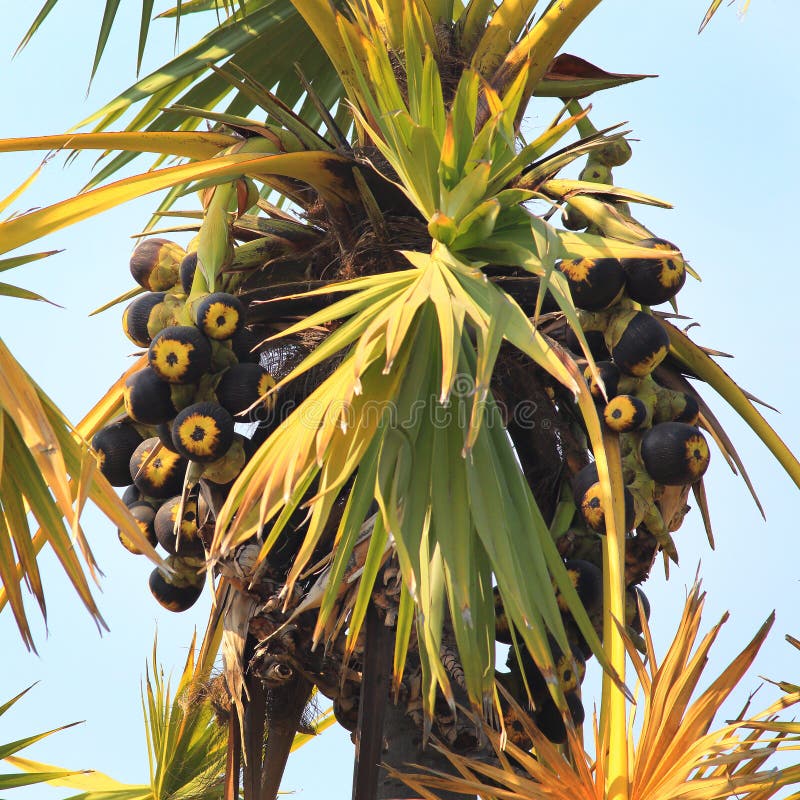 Asian Palmyra palm stock photo. Image of palmyra, fruit - 36963370