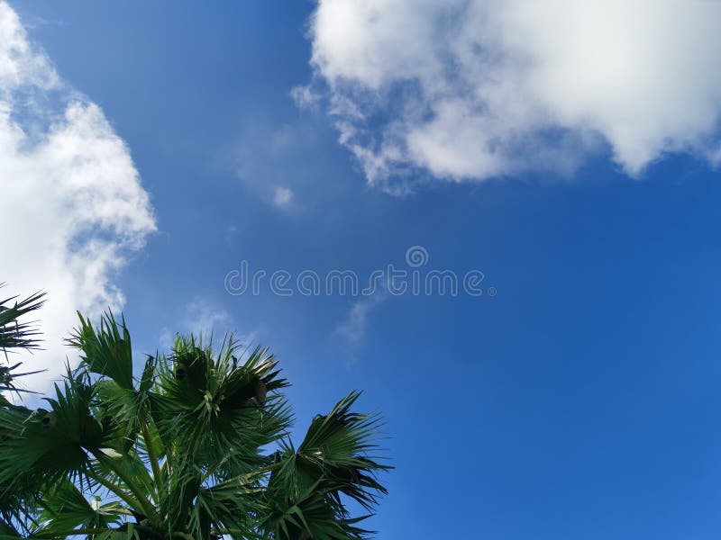 Asian Palmyra Palm Tree in Blue Sky with White Cloud Stock Image ...