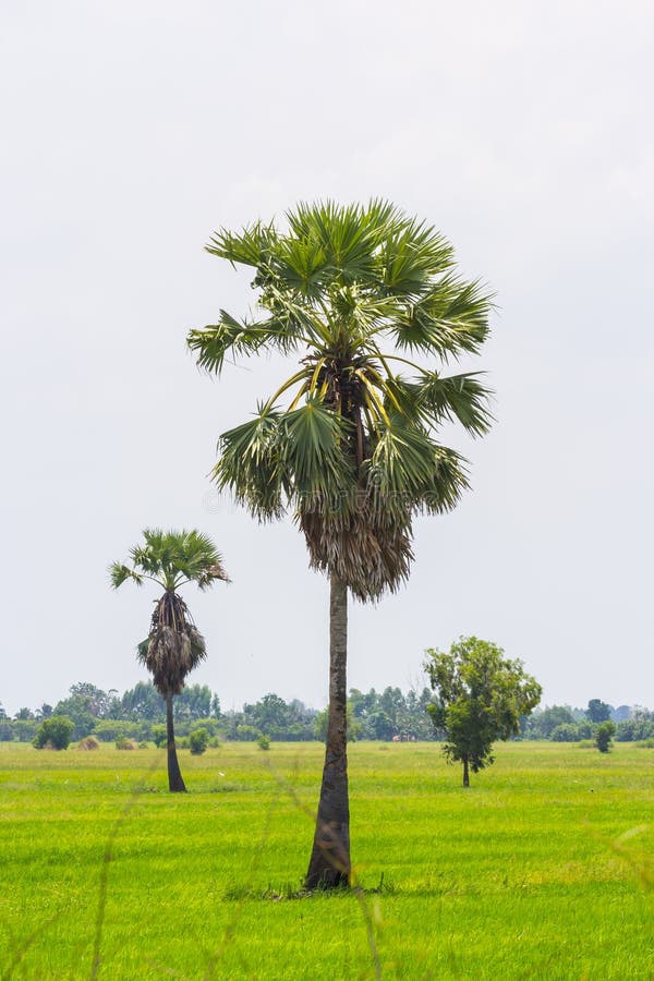 Asian Palmyra Palm With The Green Grass Field Stock Photo - Image of ...