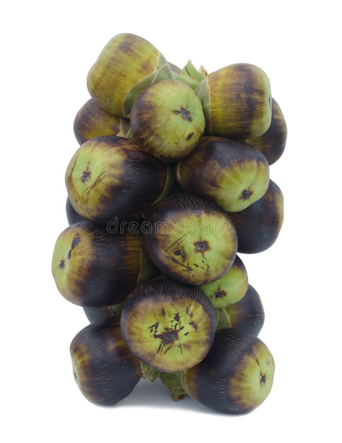 Asian Palmyra Palm Fruit on the Palm Tree in the Garden Stock Photo ...