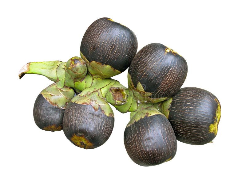 Palmyra stock photo. Image of asian, borassus, agriculture - 30245358