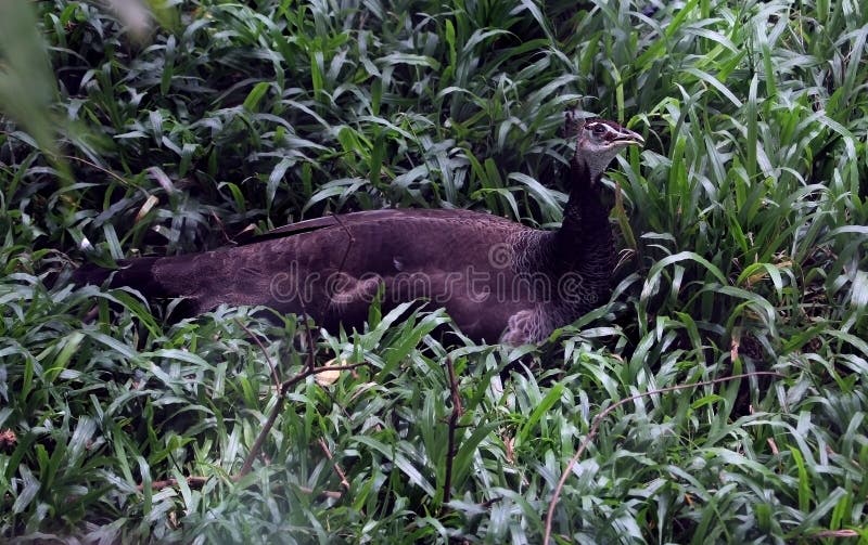 Asian Peacock in Green Field Stock Image - Image of meadow, parrots ...