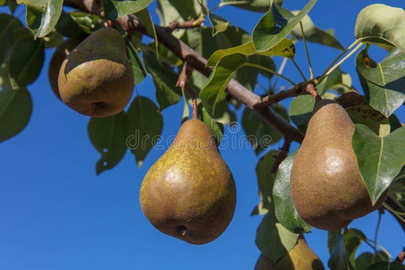 Asian pear stock image. Image of medical, ripe, yardwork - 184514167
