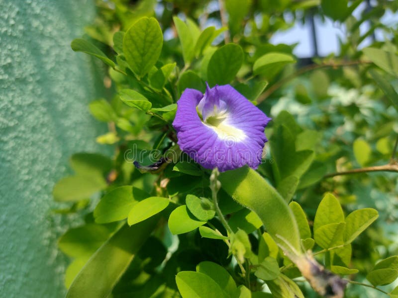 Asian Pigeon Flower and it S Tiny Leafs Stock Image - Image of asian ...