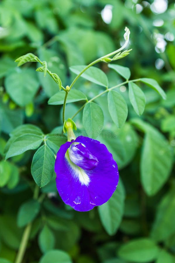 Asian pigeonwings stock photo. Image of blue, blossom - 41198370