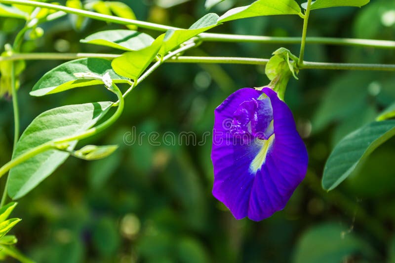 Asian pigeonwings stock image. Image of plant, petal - 41618465