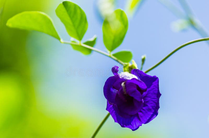 Asian pigeonwings stock image. Image of ternatea, nature - 41622001
