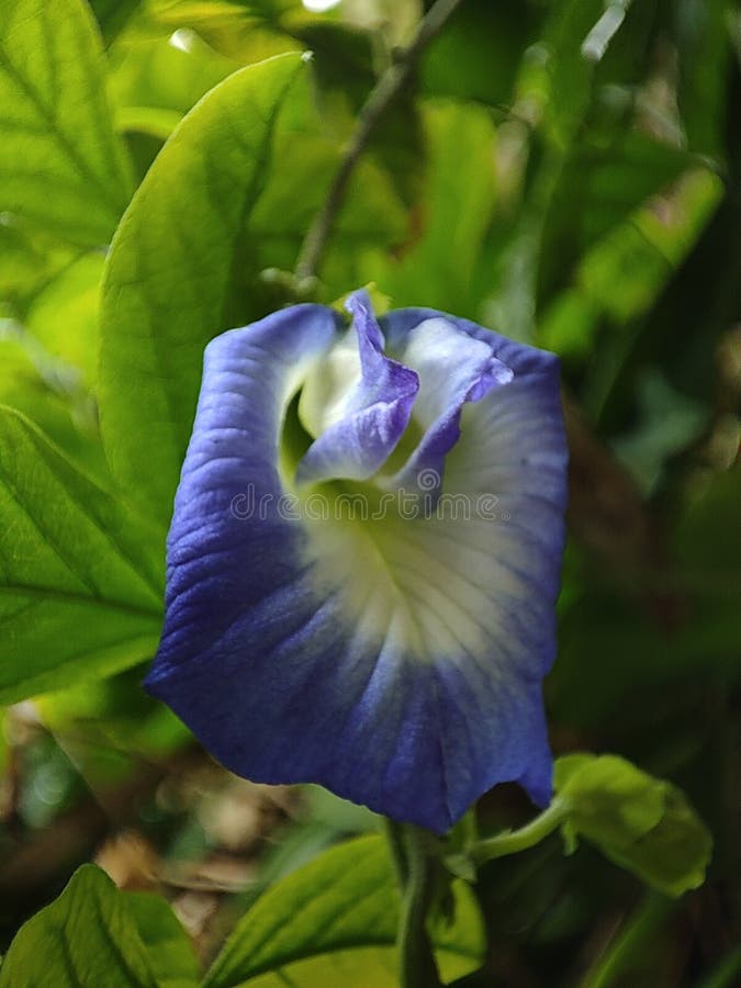 Asian Pigeonwings Plant Flower Pic Stock Photo - Image of petal ...