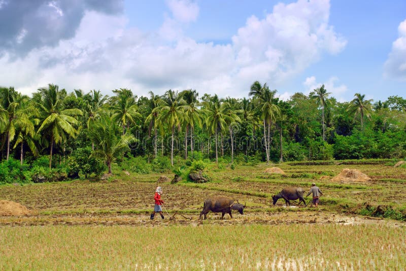 Asian primitive farming stock photo. Image of meadow, crops - 4309906