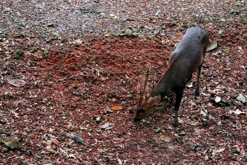 Asian Red Deer in Indian Zoological Park Stock Photo - Image of wild ...