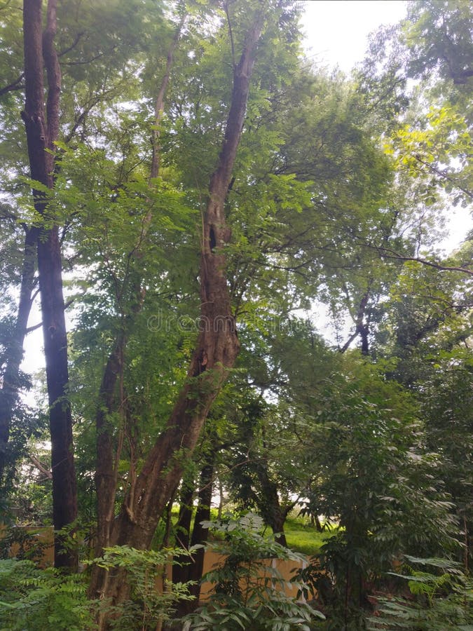 Magnificent Tree at Margaret Island - Park in Central Budapest Stock ...