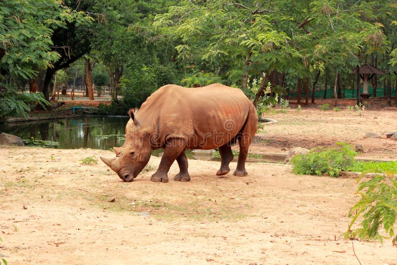 Asian Rhino Grazing in the Nature Stock Photo - Image of animal ...