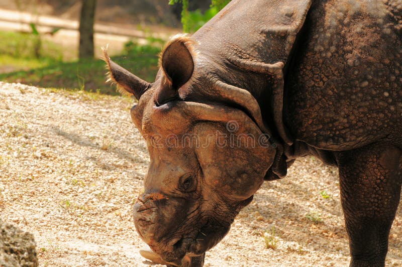 Asian rhinoceros eating stock photo. Image of boulder - 28958354