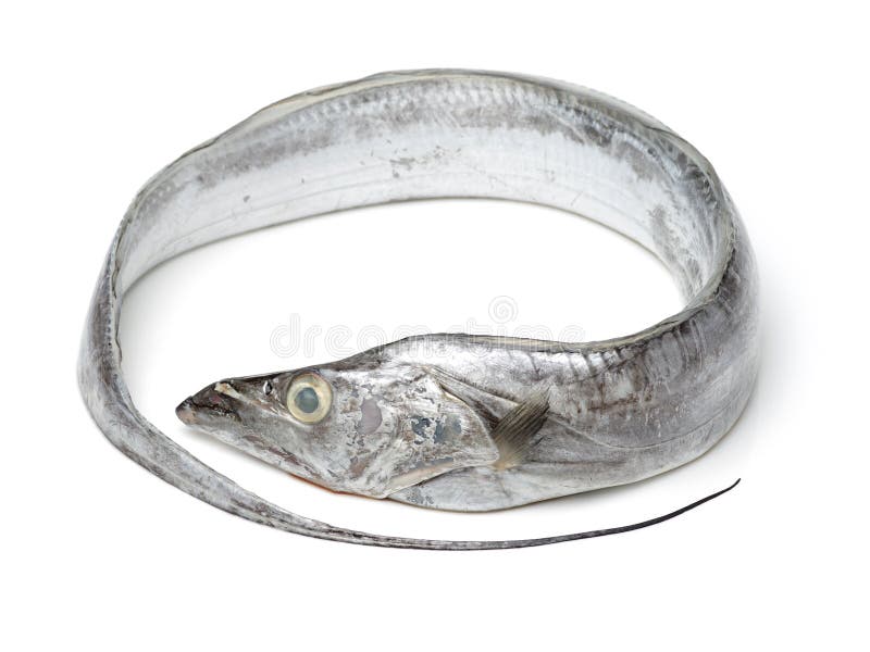 Ribbon fish stock photo. Image of seafood, close, isolated - 27935942