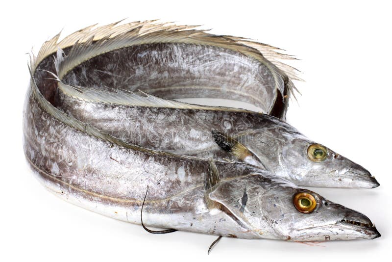 Ribbonfish Stock Photos - Download 96 Royalty Free Photos