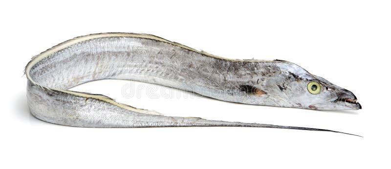 Asian ribbon fish stock image. Image of frostbound, freezing - 115846109