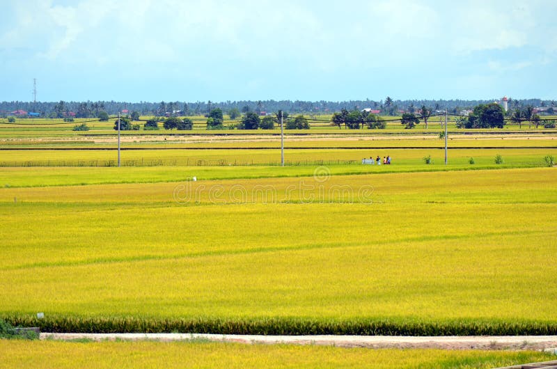 The Asian Rice Crop at Sekinchan, Malaysia Stock Image - Image of ...