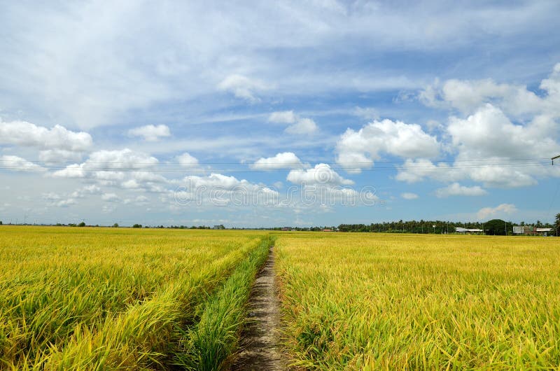 The Asian Rice Crop at Sekinchan, Malaysia Stock Photo - Image of green ...